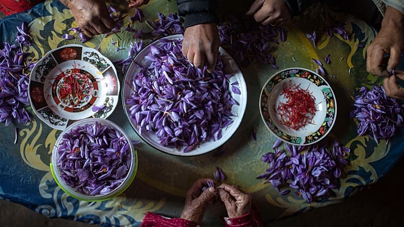 Maroc : la culture du safran gagne du terrain dans les régions montagneuses