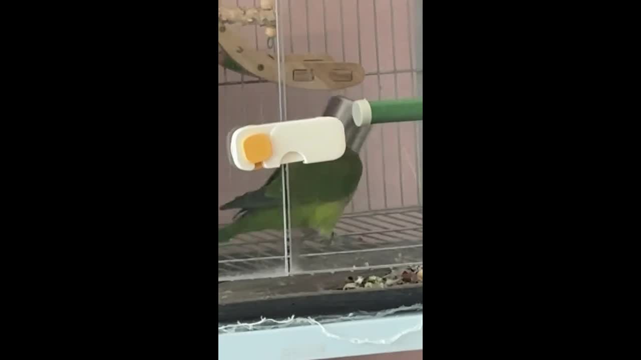 Parrot playfully gets head stuck in water cup in Henan, China