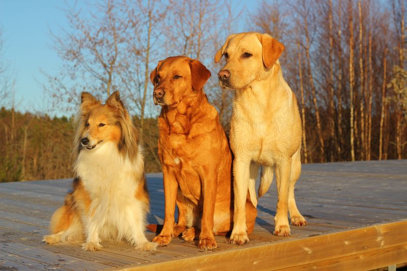 15 Dog Breeds That Share Many Traits with Labrador Retrievers
