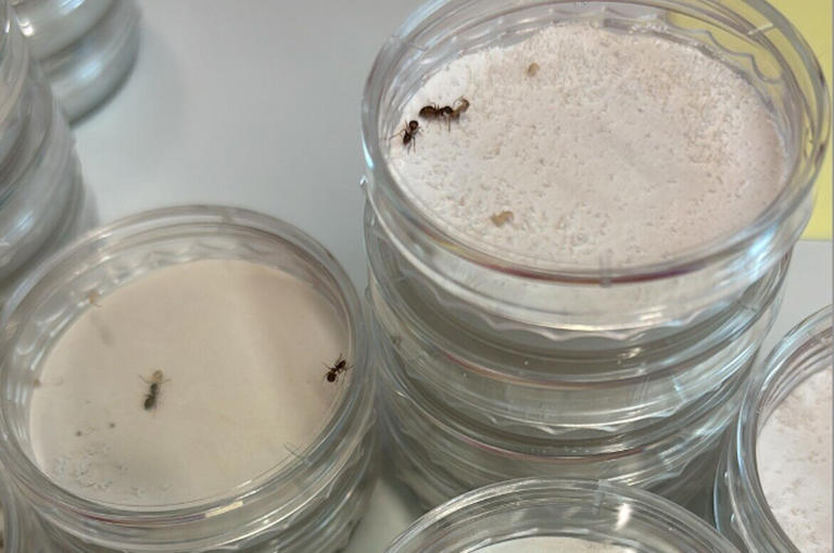 Ant brood signal deadly infection in altruistic self-sacrifice