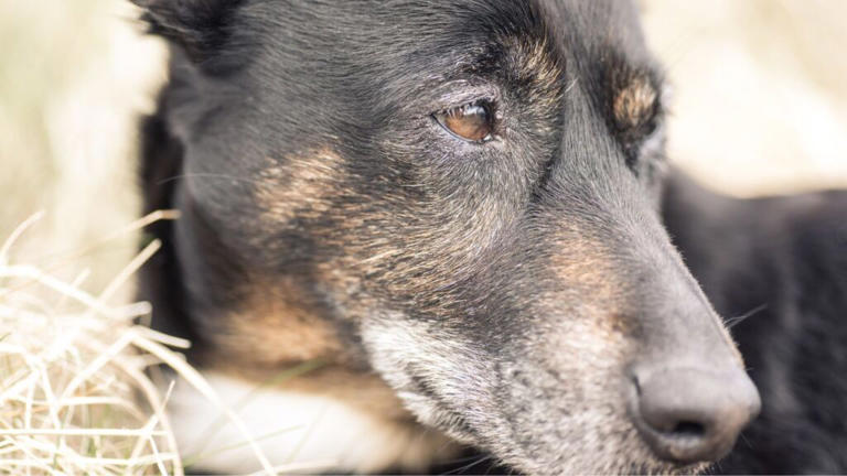 10 Signs that your dog may not have much time left