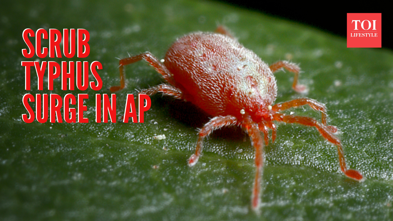 Andhra Pradesh reports surge in scrub typhus cases: Understanding its ...