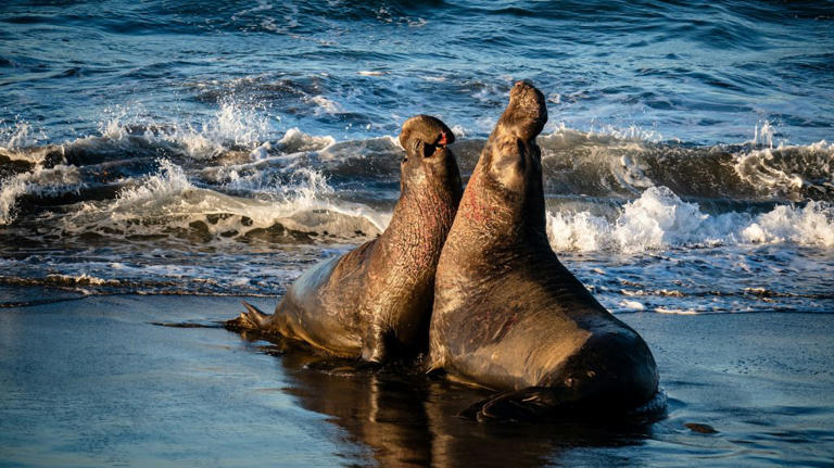 Male elephant seals can remember former rivals by voice alone