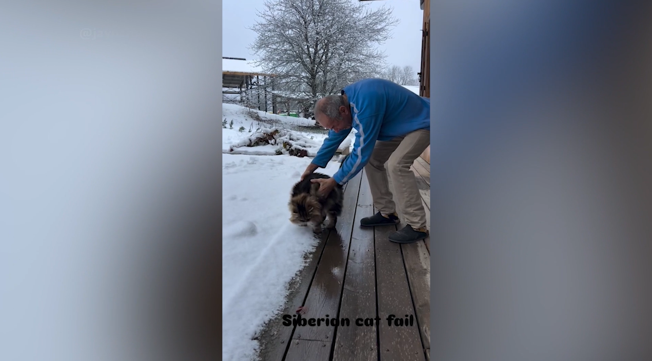 Owner Introduces Siberian Cat To Snow—Then Sees His Reaction