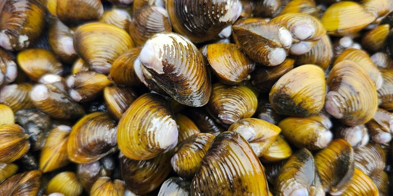 Gold clam invasion in NZ threatens drinking water for millions of people