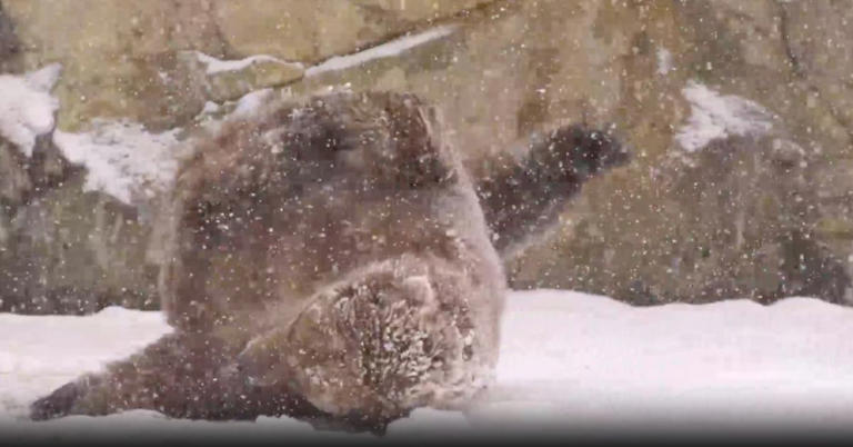 Brown bear, bison, other Brookfield Zoo residents enjoy adorable snow day