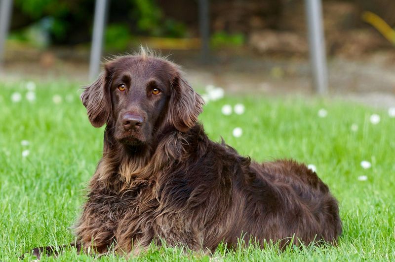 15 Dog Breeds That Share Many Traits with Labrador Retrievers