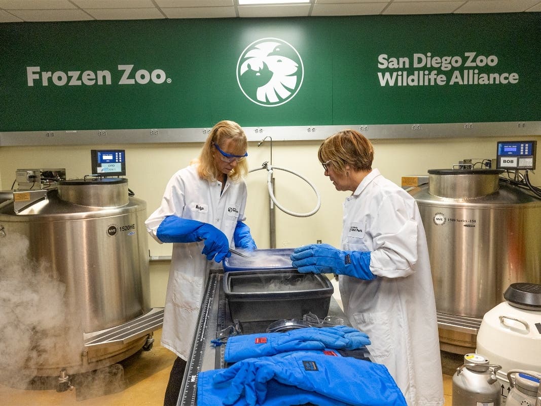 San Diego Zoo Wildlife Alliance Adds First-Ever Insect To Frozen Zoo