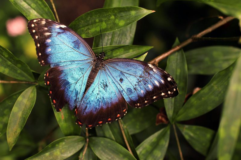 10 Animals In Your Yard Offering A Hopeful Message If You’re Listening