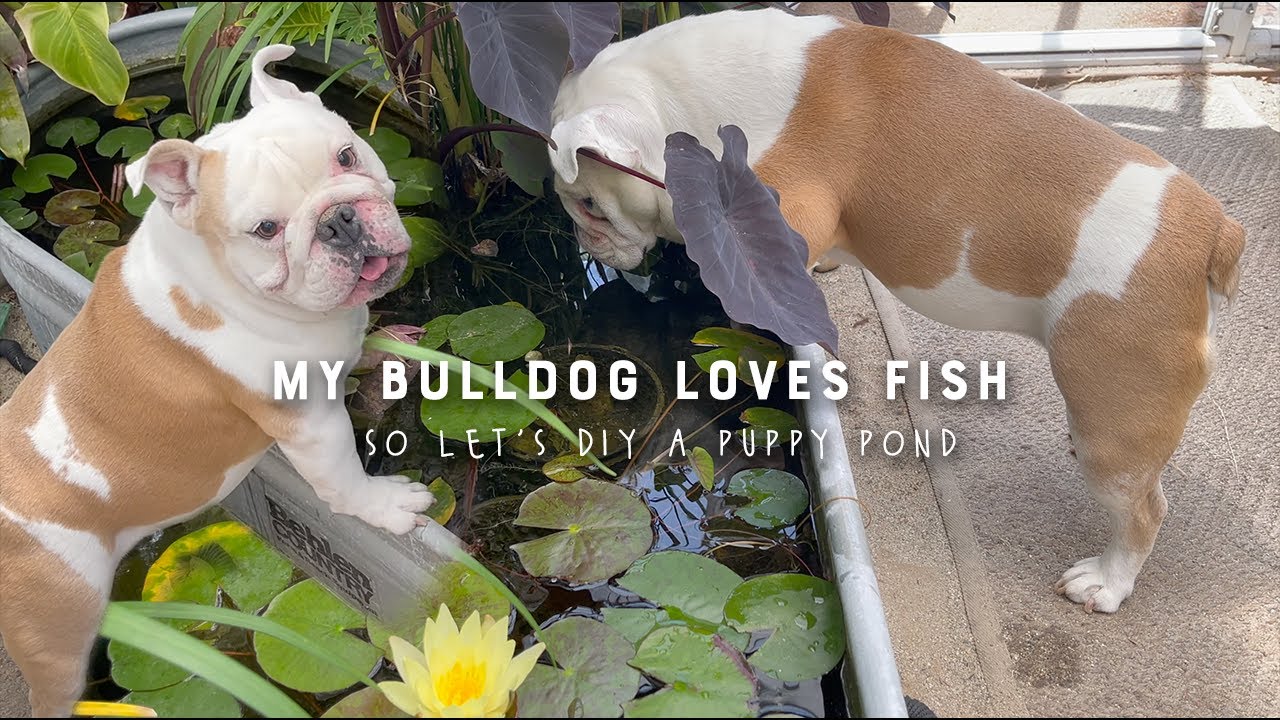 DIY pond for my fish-loving bulldog
