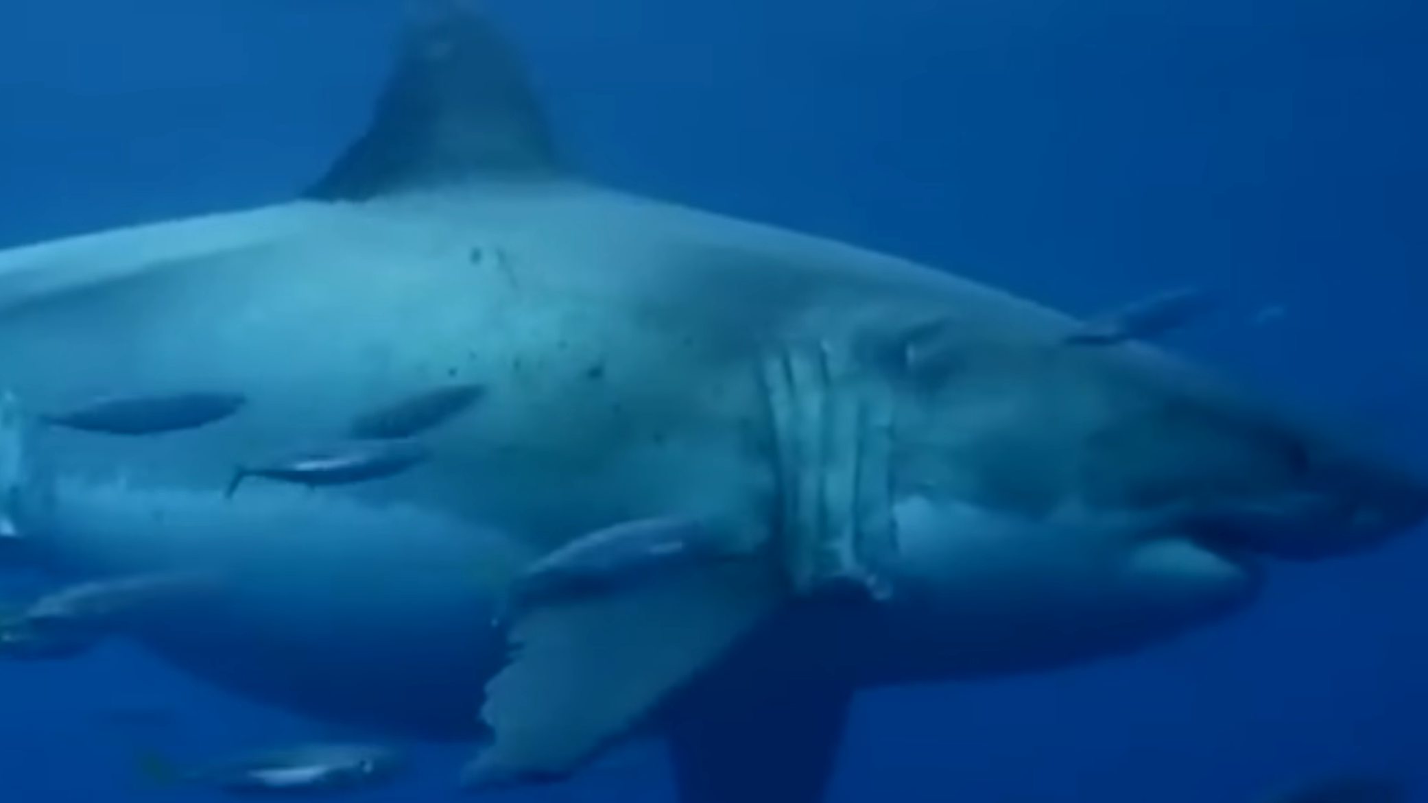 What is really eating tagged sharks in the Bermuda Triangle