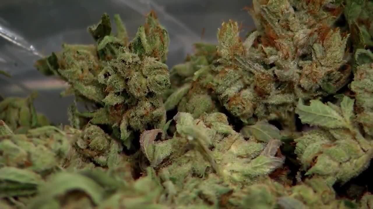 Michigan Court of Claims denies request to block 24% marijuana tax