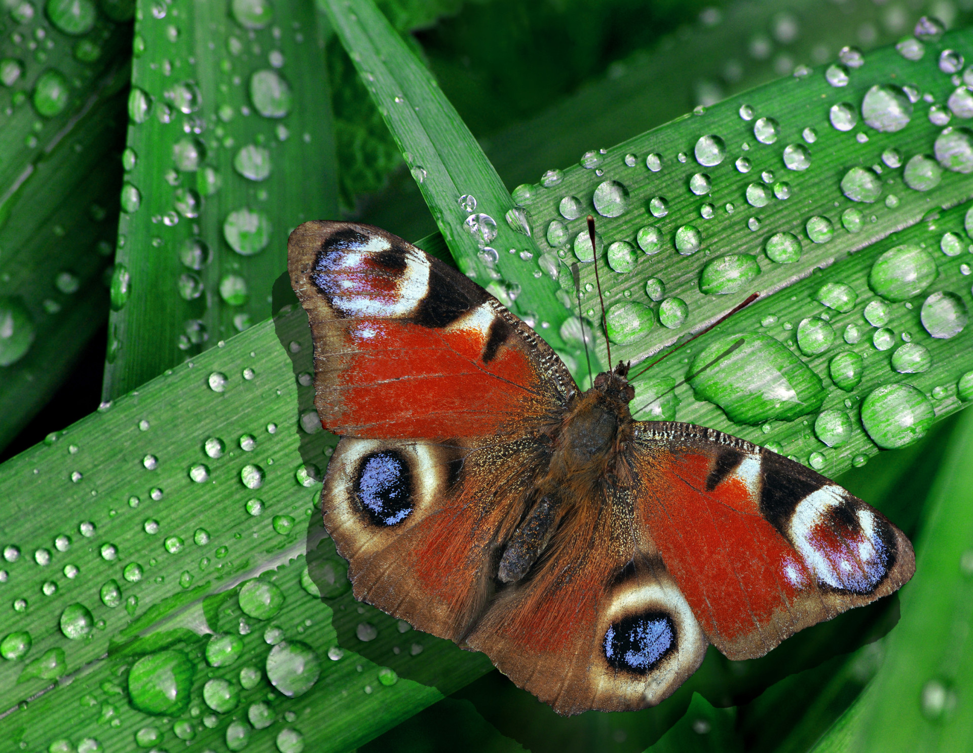 How do insects fly in the rain?
