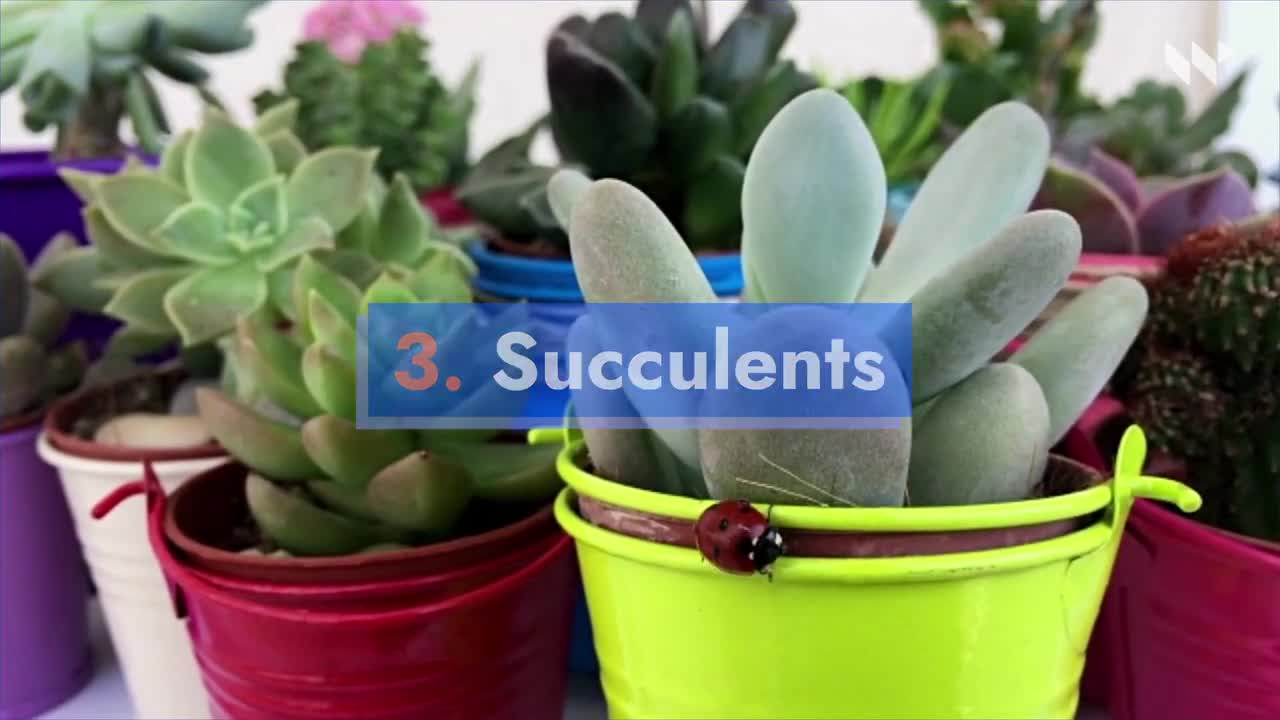 Experts say these are the easiest houseplants to keep alive