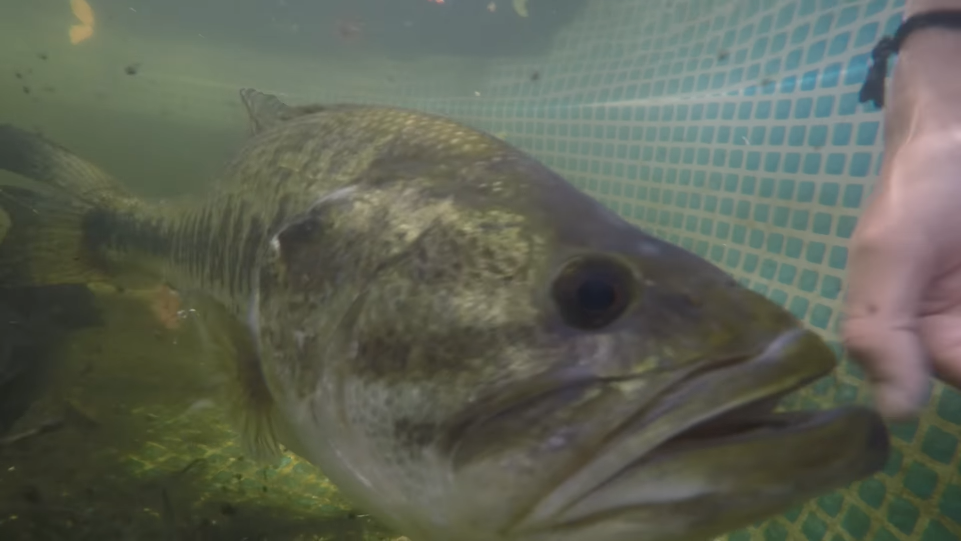Underwater feeding frenzy with monster fish pets