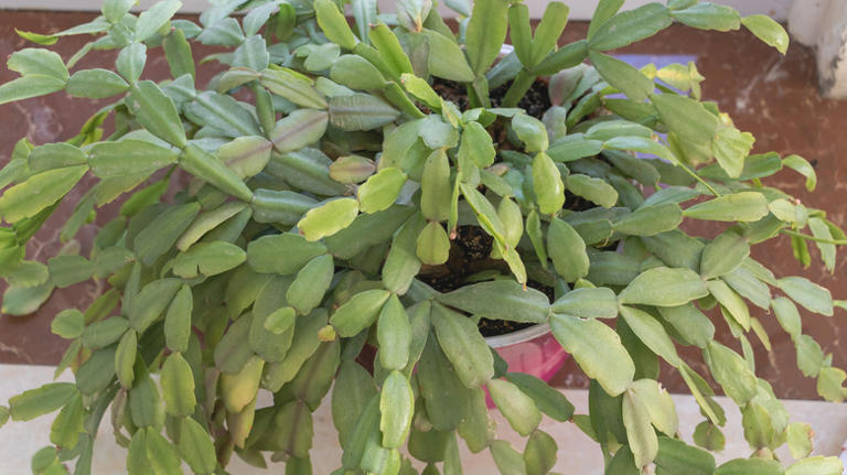 Christmas cactus not blooming? Here's what you can do