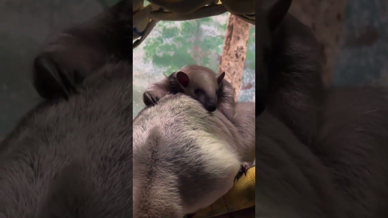 Baby tamanduas ride safely on their mother’s back
