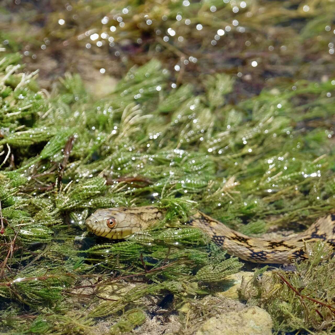 These 2 Central Texas rivers are among the most 'snake-infested' in the ...