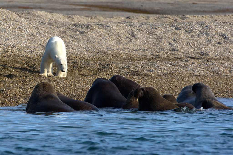 The polar bear photo that shocked the world—and what it really means