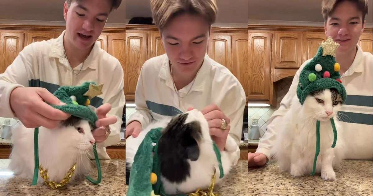 Video Shows ‘Angry' Cat's Reaction To New Hat & It's Hilarious