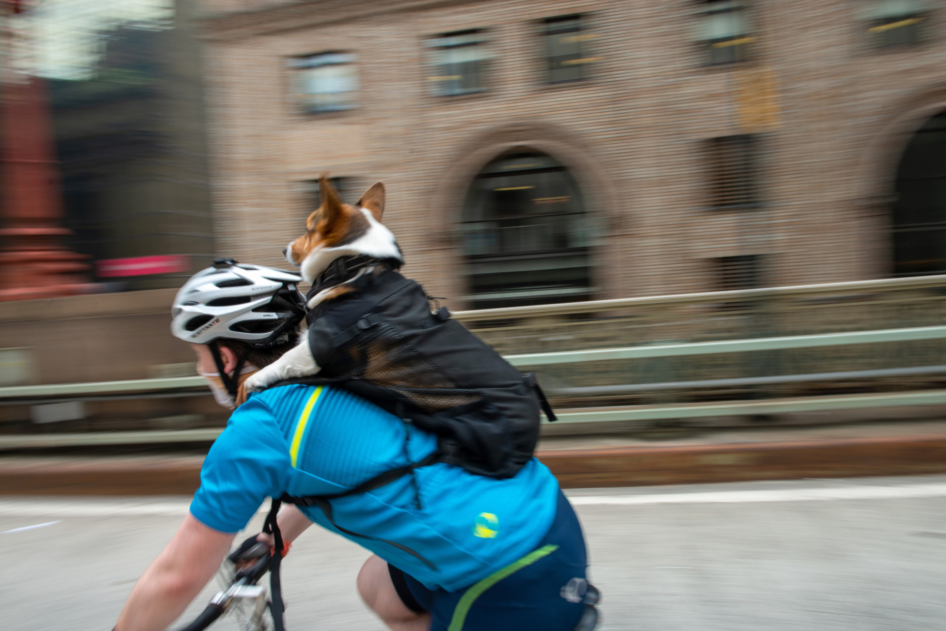 How to help your dog live longer, according to science