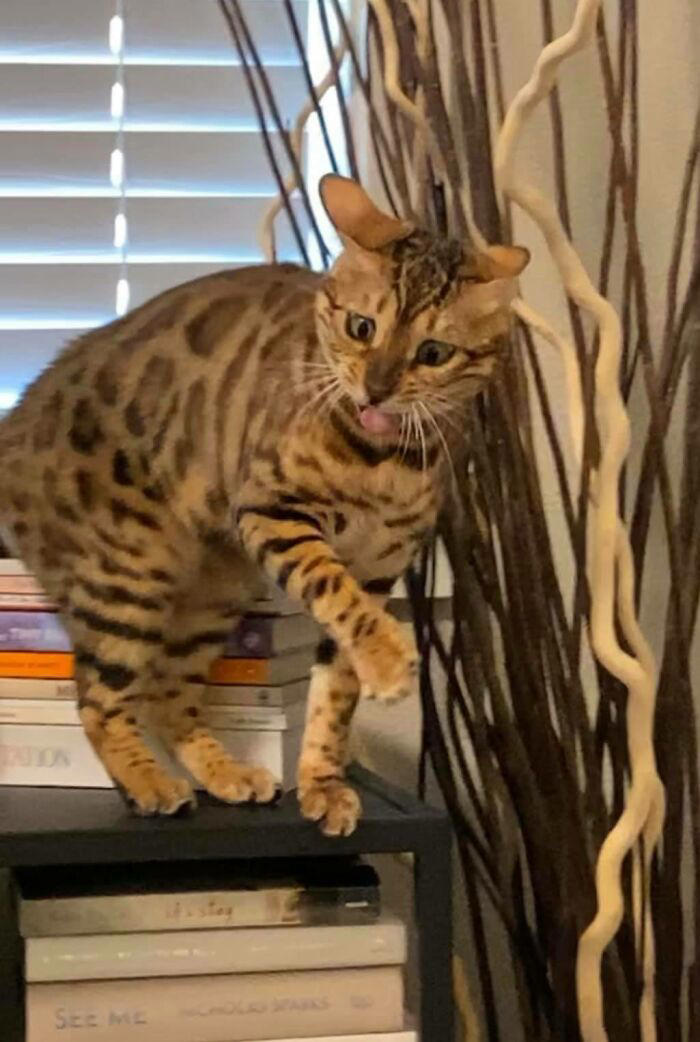 28 of the funniest cat pics that owners uploaded for the unflattering ...