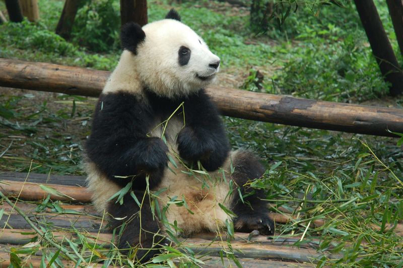 The animal kingdom’s national icons: 10 species that stand for entire ...