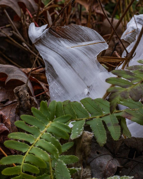 See it: Rare ‘frost flowers’ spotted in Ohio