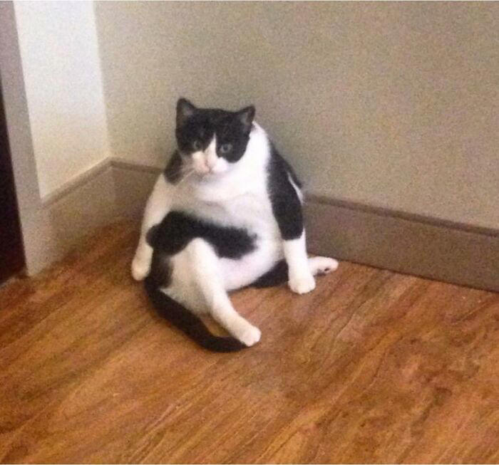 28 of the funniest cat pics that owners uploaded for the unflattering ...