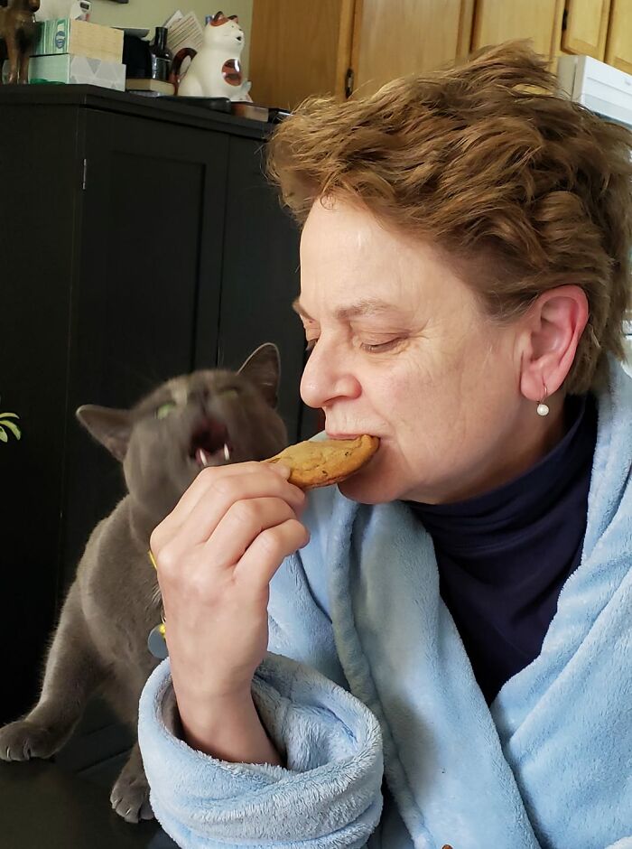 28 of the funniest cat pics that owners uploaded for the unflattering ...
