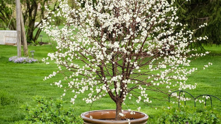 9 compact cherry tree varieties that will thrive in your small garden