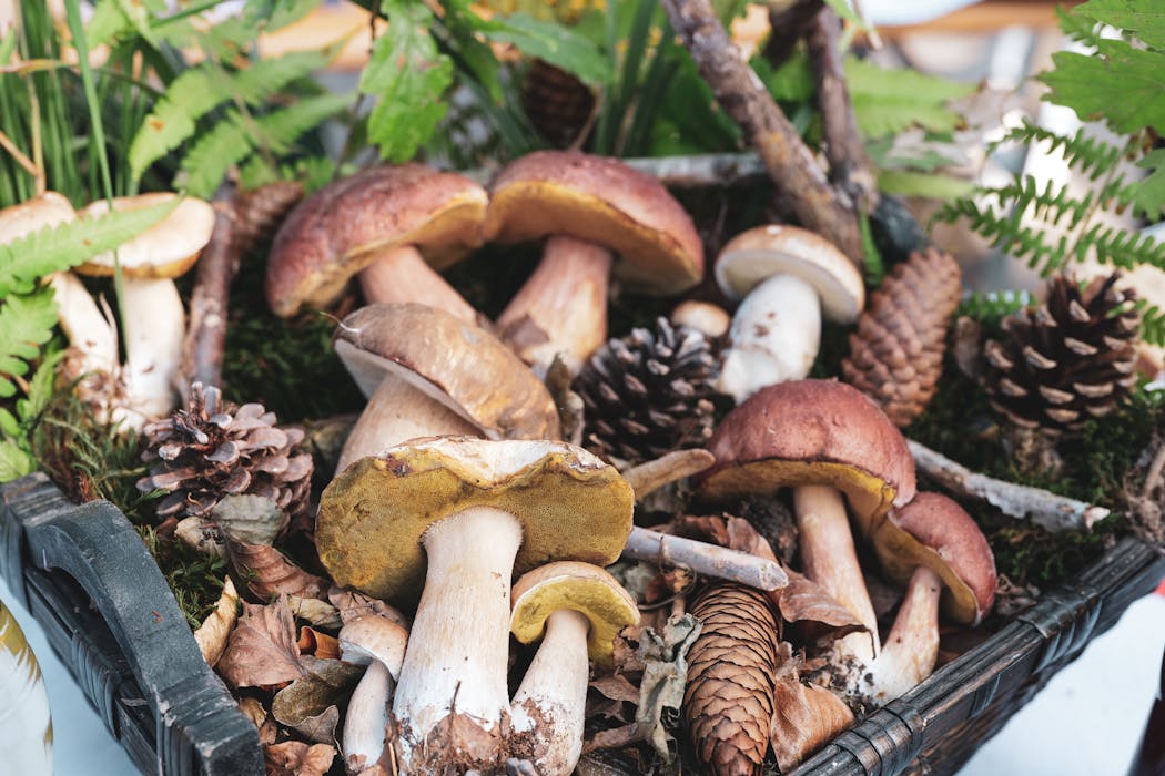 9 wild edibles even experienced hikers misidentify
