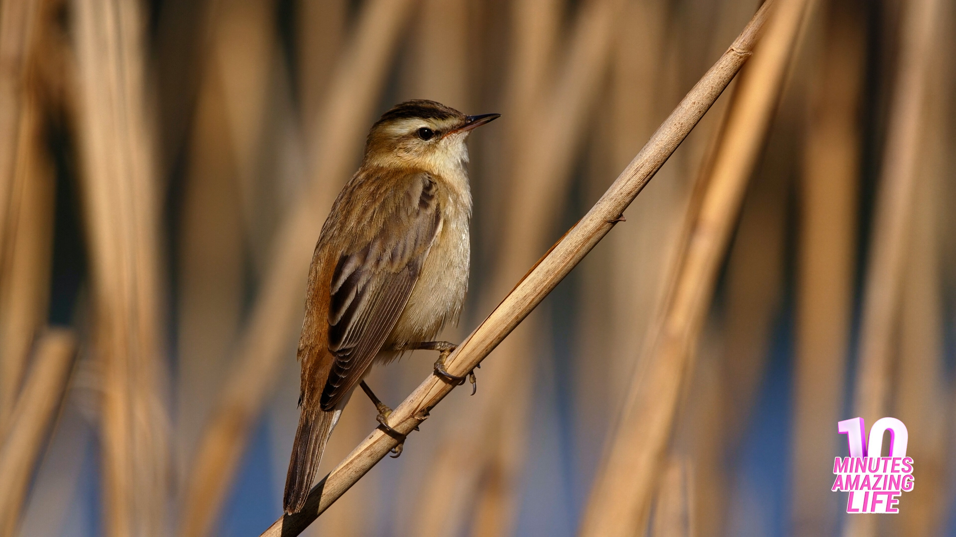 I captured a bird in a quiet moment