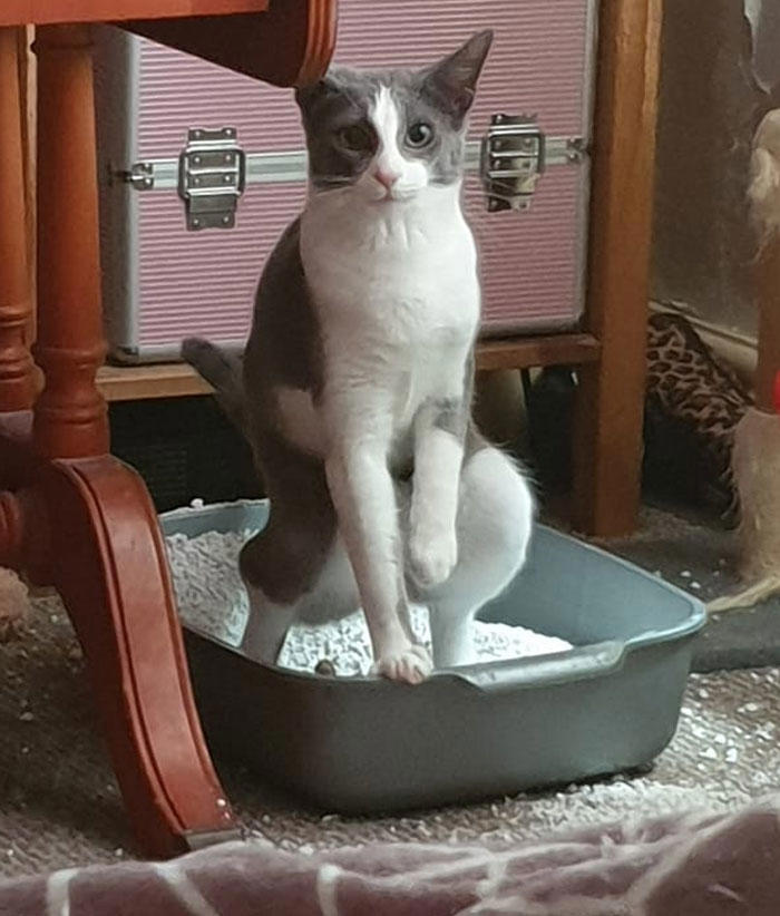 28 of the funniest cat pics that owners uploaded for the unflattering ...