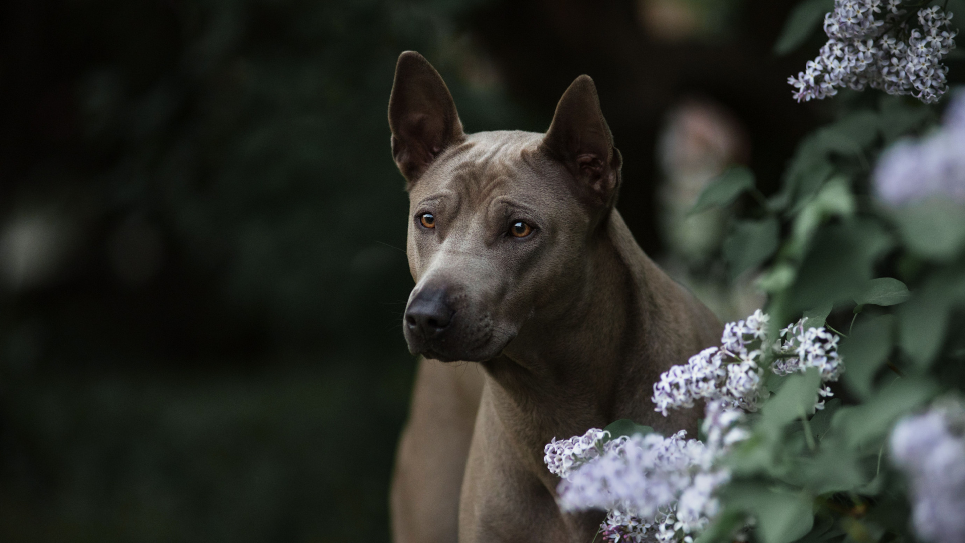 12 rare dog breeds that make truly extraordinary companions