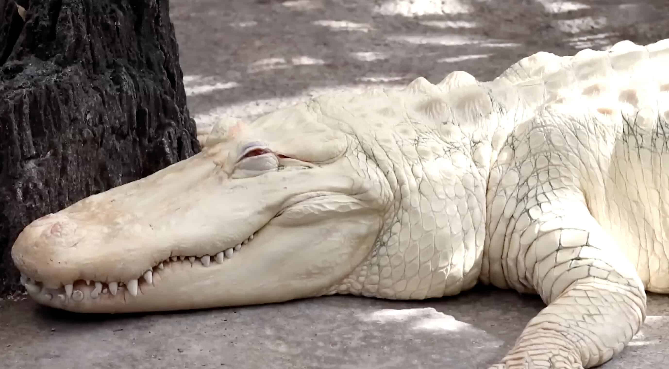 Remembering Claude, a rare albino alligator and San Francisco legend