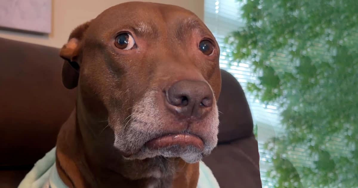 Cane intuisce quando i proprietari escono senza di lui: il video virale ...