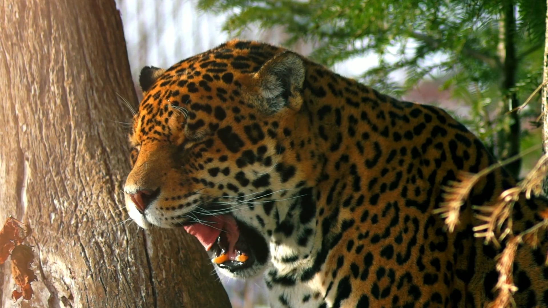 Jaguars: Footage of the apex predators, now an endangered species