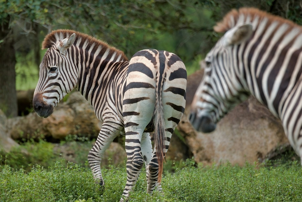 Best zoos in the US