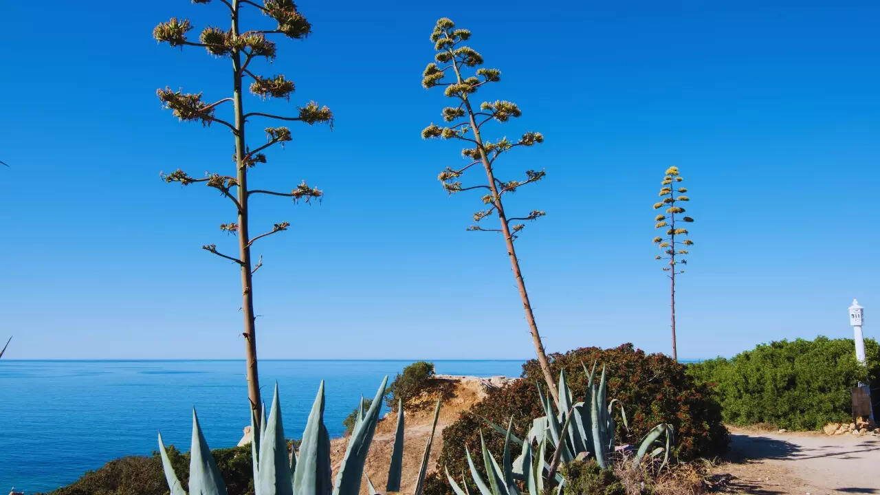 7 plants and trees that flower only once in their lifetime, and where ...