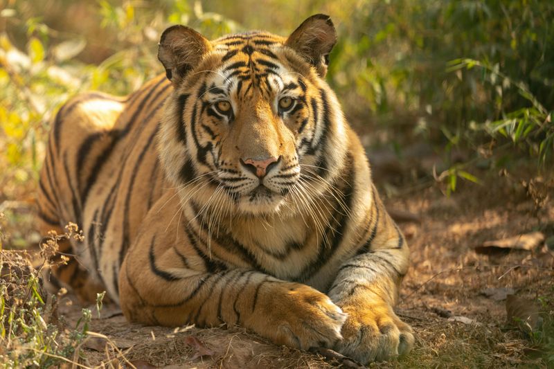 The animal kingdom’s national icons: 10 species that stand for entire ...