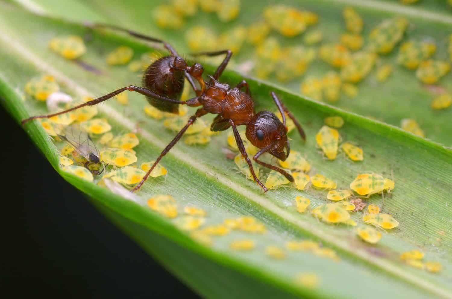 12 animals with the most bizarre defense mechanisms we’ve seen