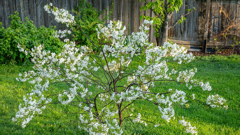 9 compact cherry tree varieties that will thrive in your small garden