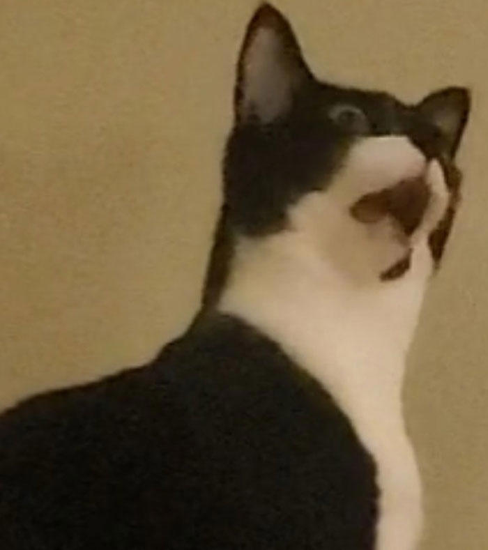 28 of the funniest cat pics that owners uploaded for the unflattering ...