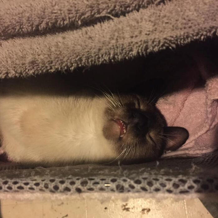 28 of the funniest cat pics that owners uploaded for the unflattering ...