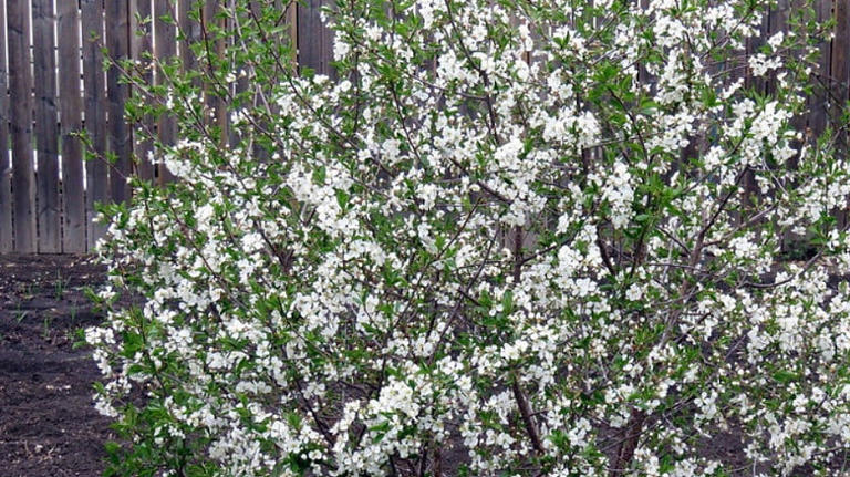 9 compact cherry tree varieties that will thrive in your small garden