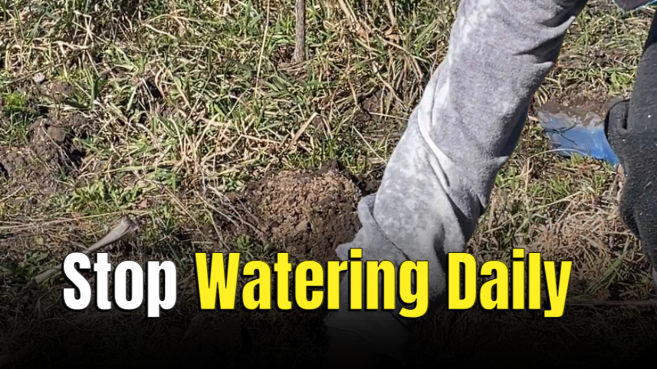 10 popular gardening tips that could be hurting your plants