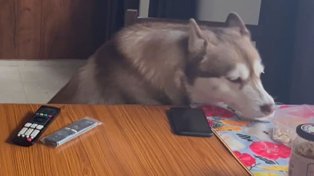 'Cuddles are coming!' - Husky gets jealous of her brother when he gets ...