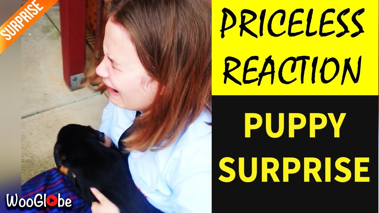 13 y/o girl's reaction to new puppy surprise is priceless