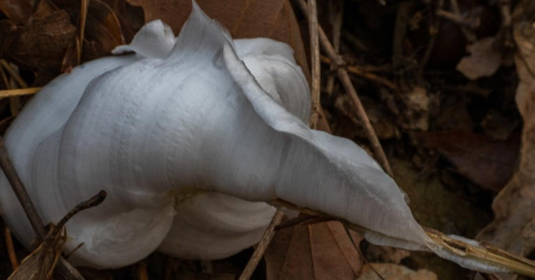 See it: Rare ‘frost flowers’ spotted in Ohio